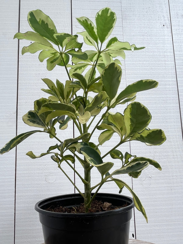 Schefflera arboricola ‘Ivory’ - 6 Inch - Sun Harvest Greenhouses
