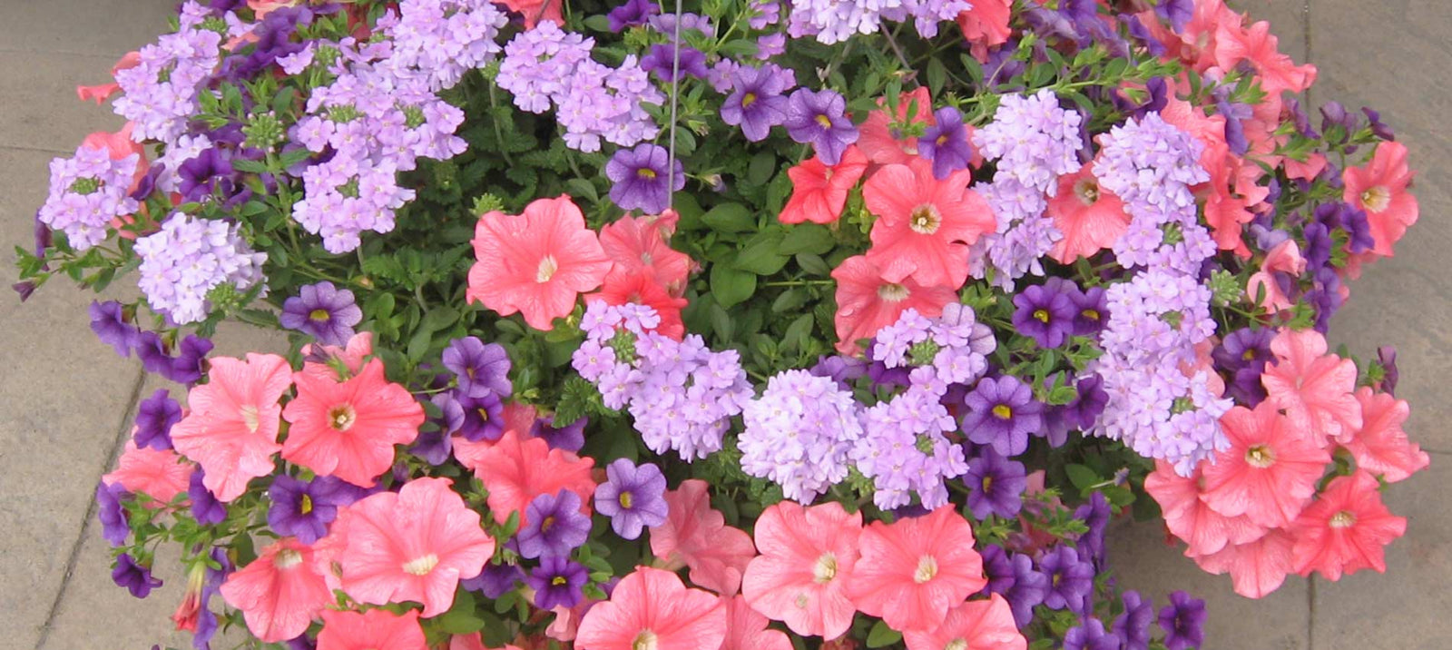 Sun Harvest Greenhouses