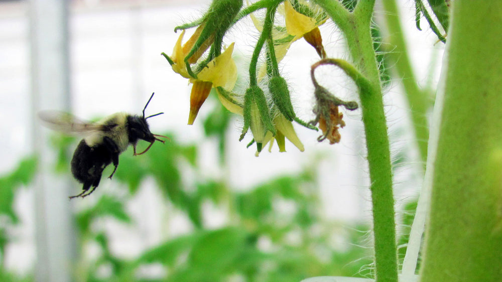 Sun Harvest Greenhouses